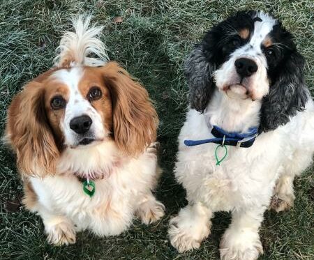 ¿Collar de limones para curar a tu perrito con tos?