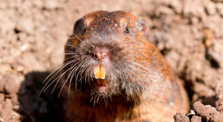 Declaran la tuza como patrimonio biocultural de Pachuca