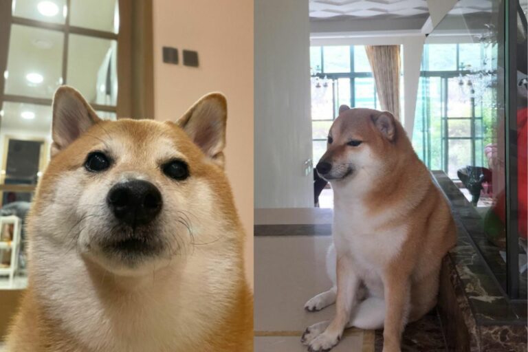 Reportan que Cheems tiene una grave enfermedad