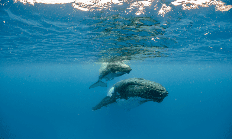 Conmovedor video muestra a una ballena jorobada amamantando a su cría
