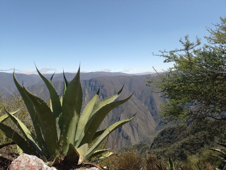 Invitan a compartir propuestas literarias en torno al maguey