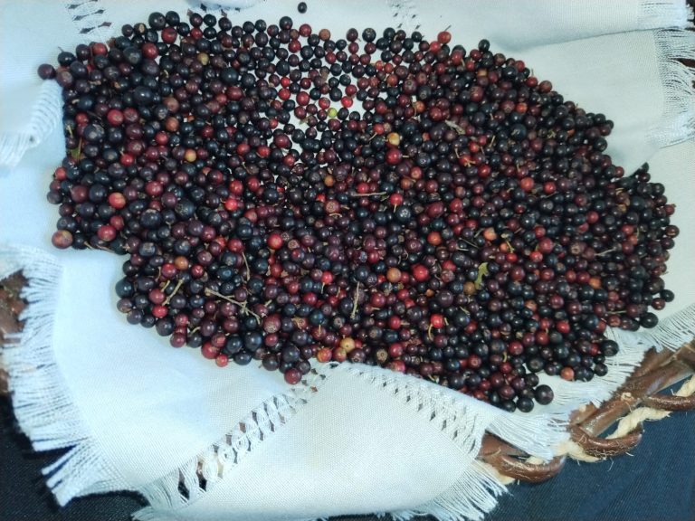 Dulce de cahuiche tiene mercado en Estados Unidos, afirma productor de ...