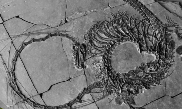 Científicos descubren fósil de supuesto “dragón” acuático, en China