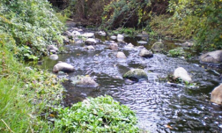 Descargas en arroyos de Jaltocán son una fuente de enfermedades: biólogos