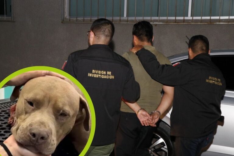 Asesino de Jefazo, el perro de Mineral de la Reforma, se queda en ...