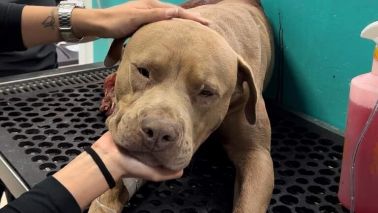 Piden justicia para jefazo, perro macheteado en Mineral de la Reforma