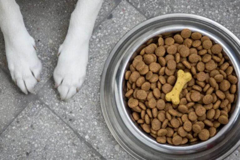 ¡Únete al Croquetón 2024! Ayuda a más de 38 perros rescatados en Pachuca