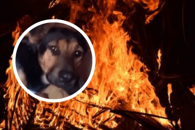 Queman viva a perrita que acababa de dar a luz