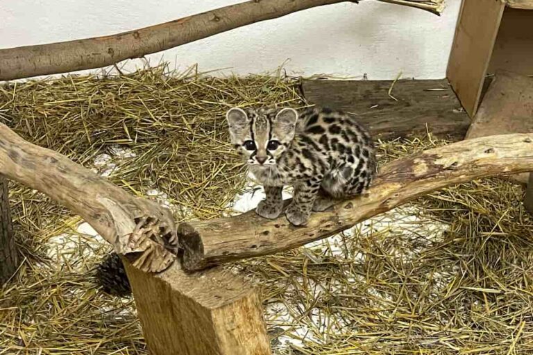 Tigrillo que está en la Unidad de Rehabilitación de Fauna Silvestre, en ...