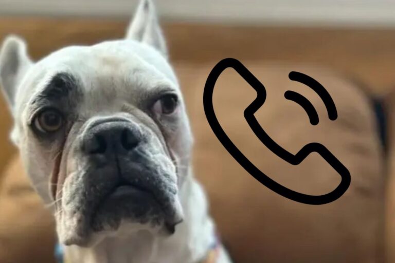 Teléfono para animales: ¡Tu mascota podría llamarte pronto!