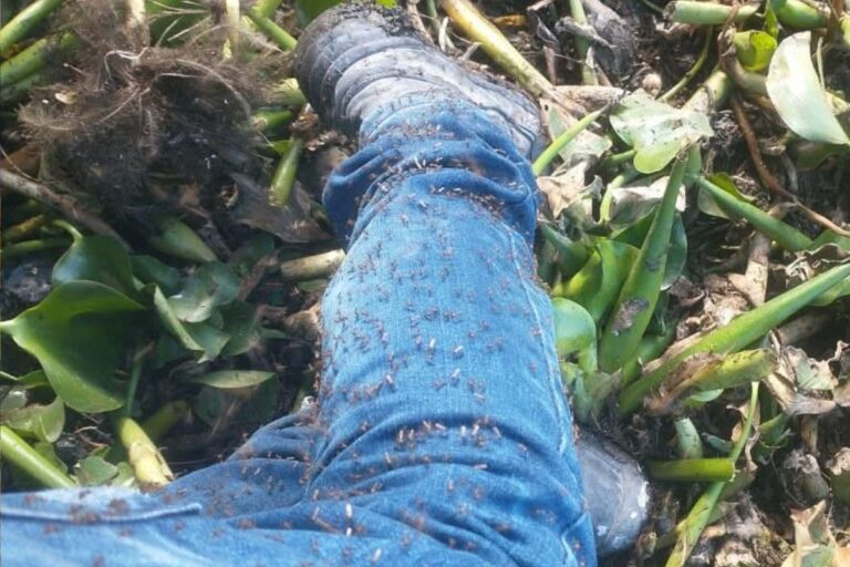 Realizan la cuarta fumigación contra el mosco culex en zonas aledañas a ...