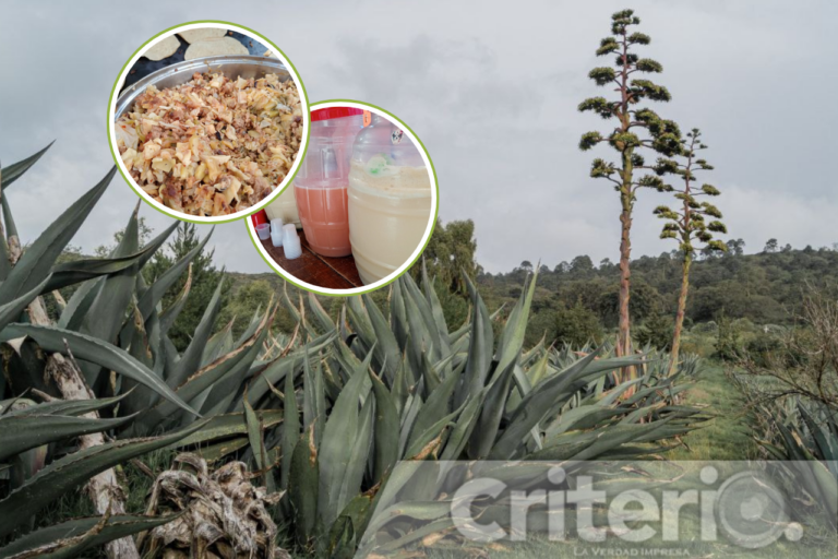 Más que pulque: el maguey, símbolo vivo de la cultura y el fogón en Hidalgo