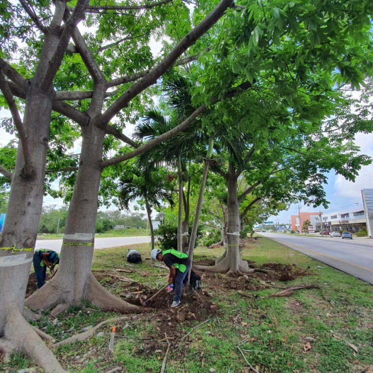 Pachuca: Semarnath descarta tala de árboles en zona del CASP